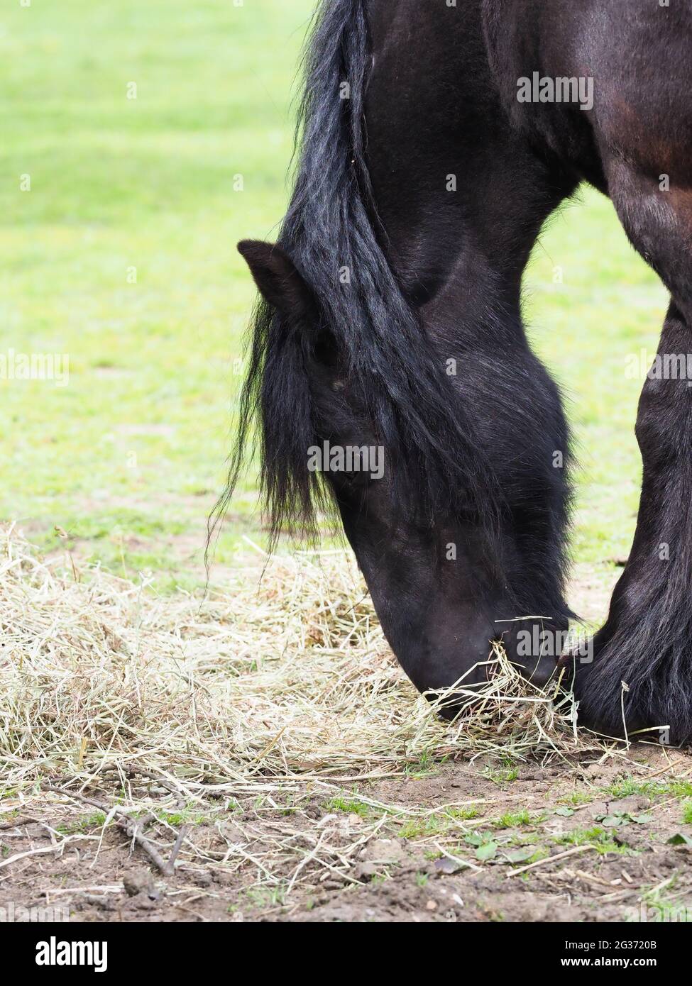 A rare breed Dales pony eats from a pile of hay Stock Photo - Alamy