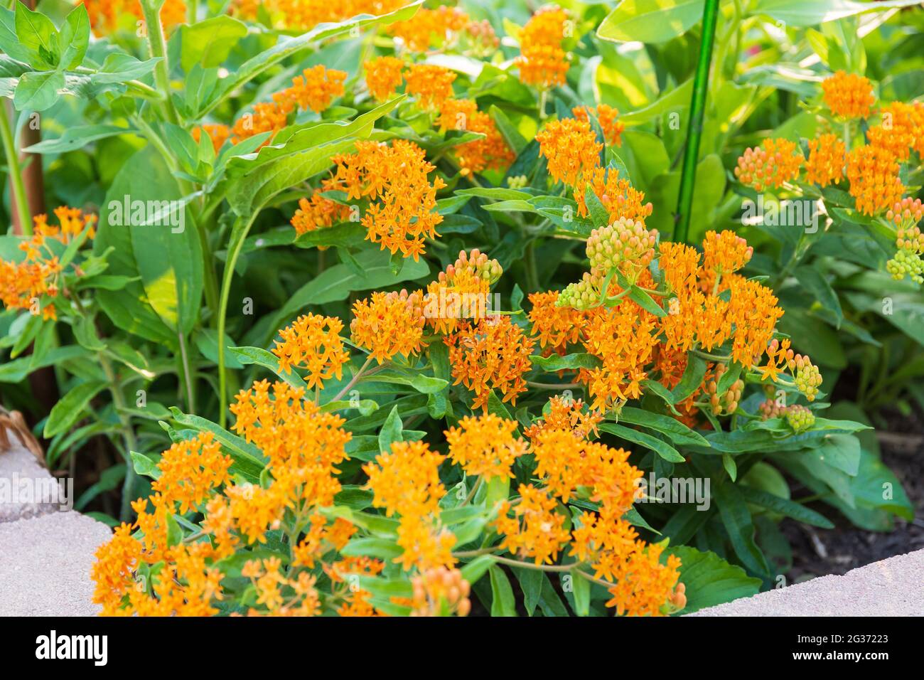Weed bush hi-res stock photography and images - Alamy