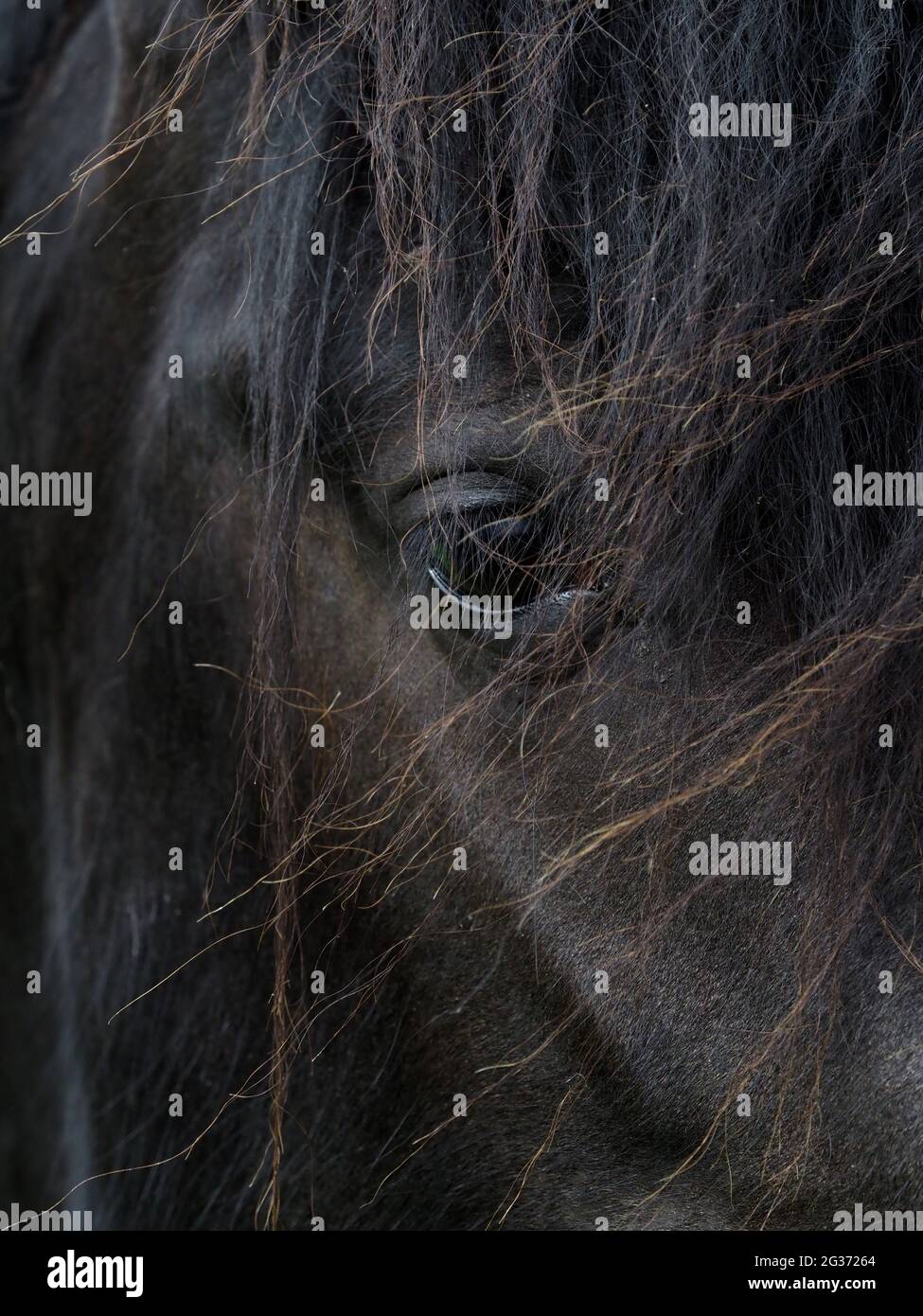 A close up of the side of the face of a black pony Stock Photo - Alamy