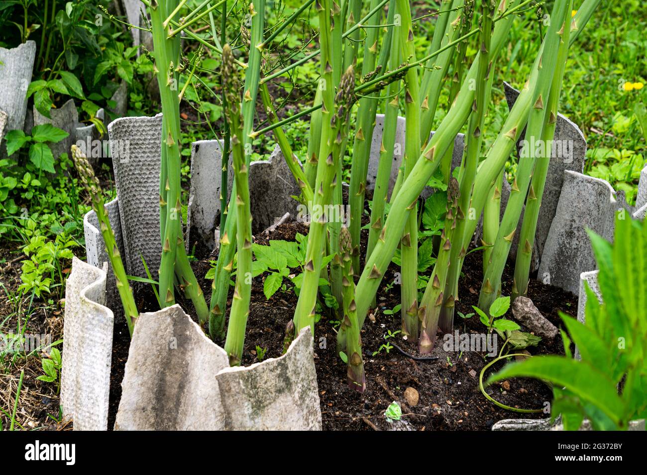 Horizontal texture of green asparagus stalks in a vegetable garden ...