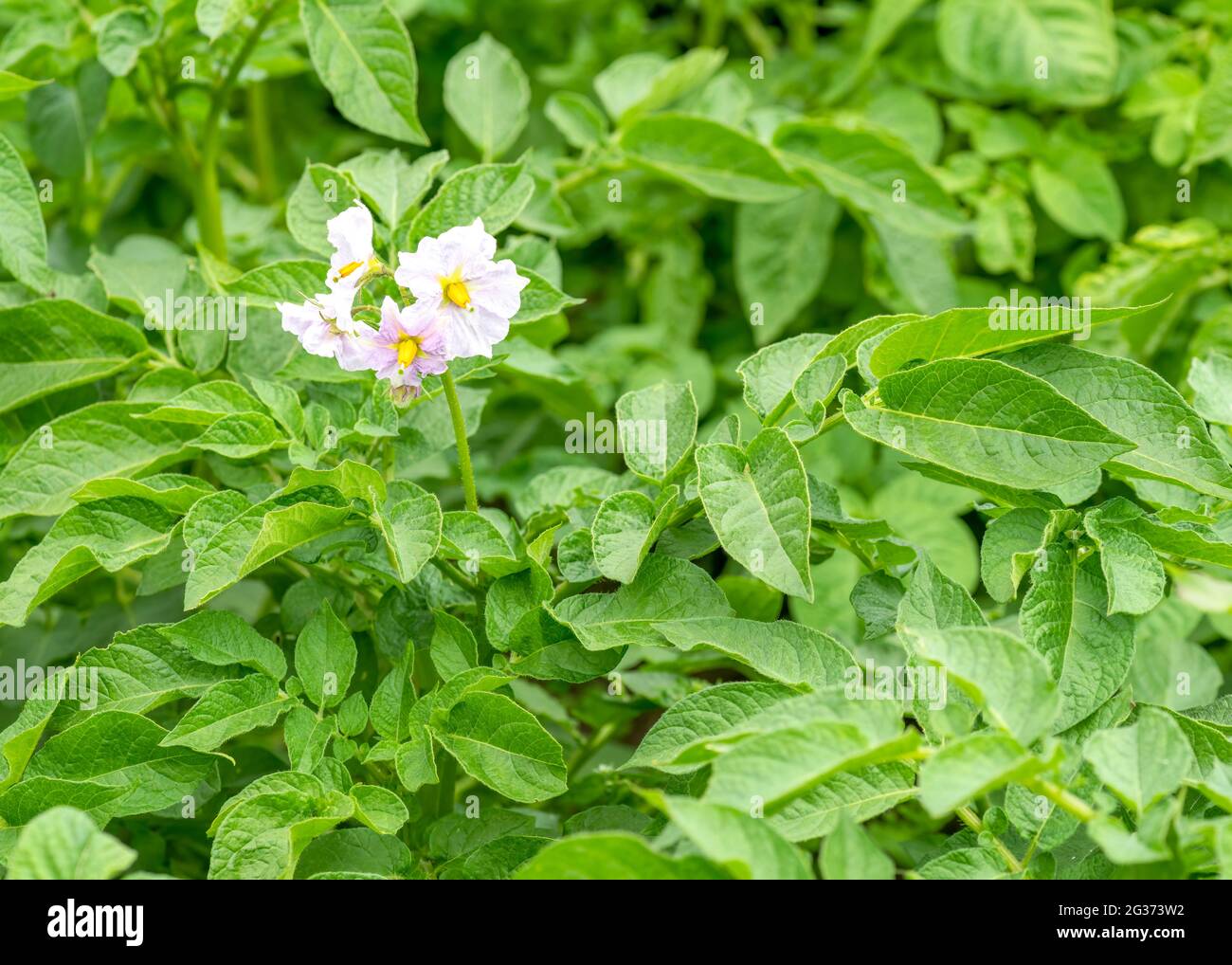 Young organic potato crop showing flowering stem growing in a allotment ...