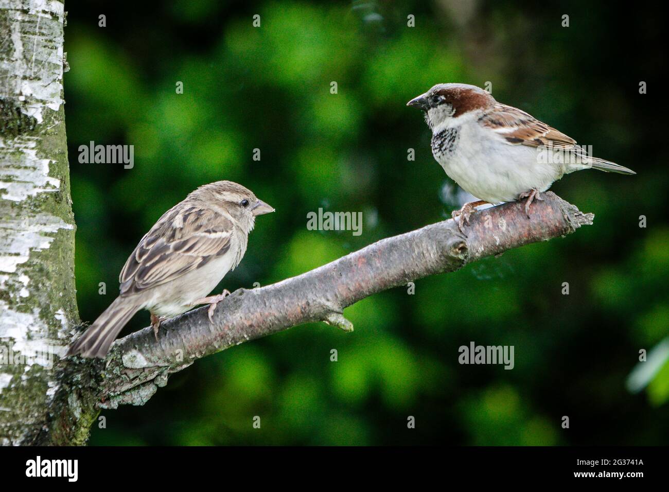 Juvenile tree sparrow hi-res stock photography and images - Alamy