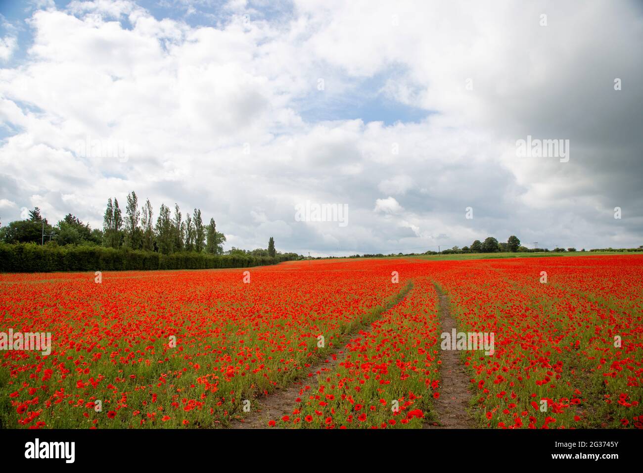 Poppy field showing abundance and movement Stock Photo - Alamy