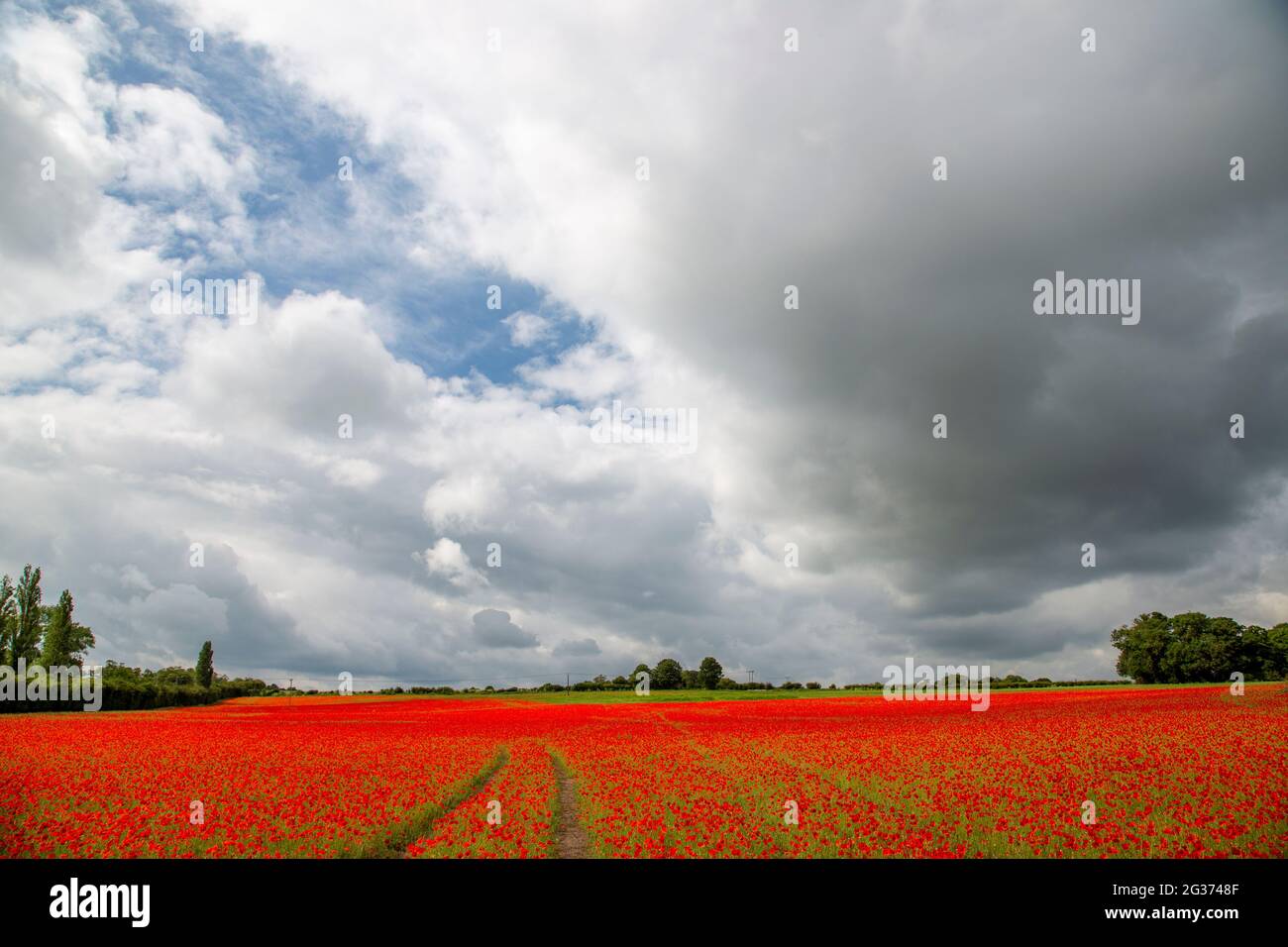 Unusual Poppy Colour High Resolution Stock Photography and Images - Alamy