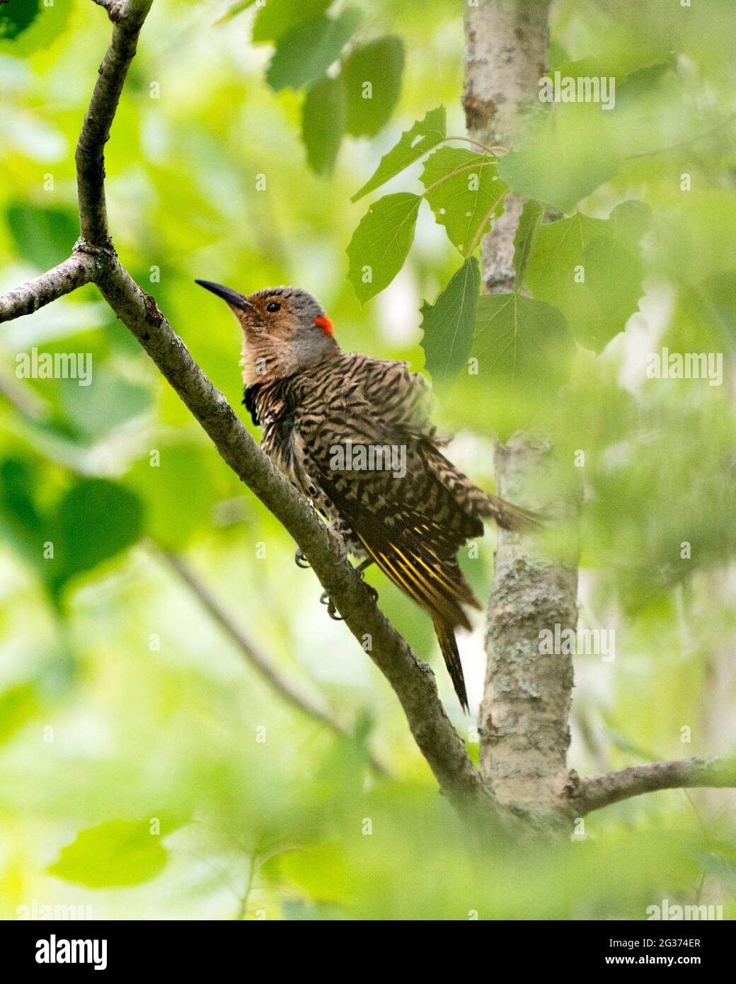 Female northern flicker hi-res stock photography and images - Alamy