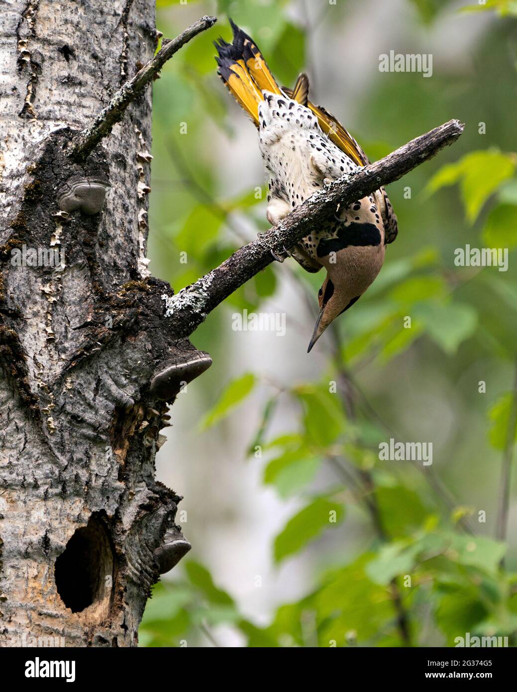 Northern Flicker male bird close-up view perched on a branch by its ...