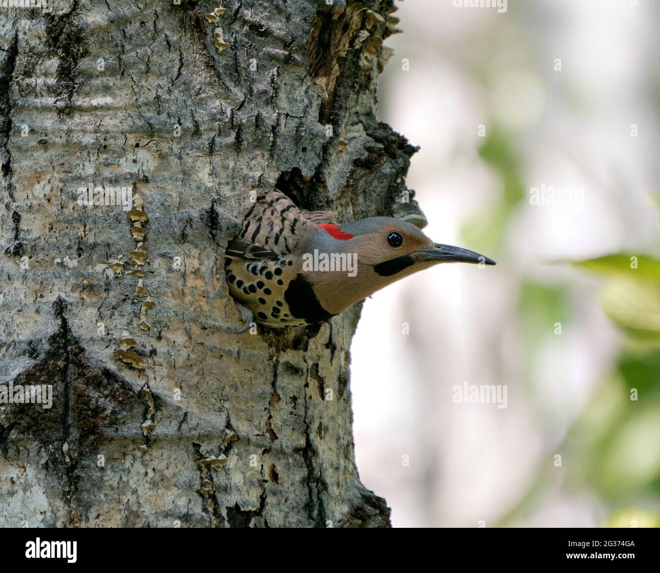 Northern Flicker bird head shot close-up view in its nest cavity ...