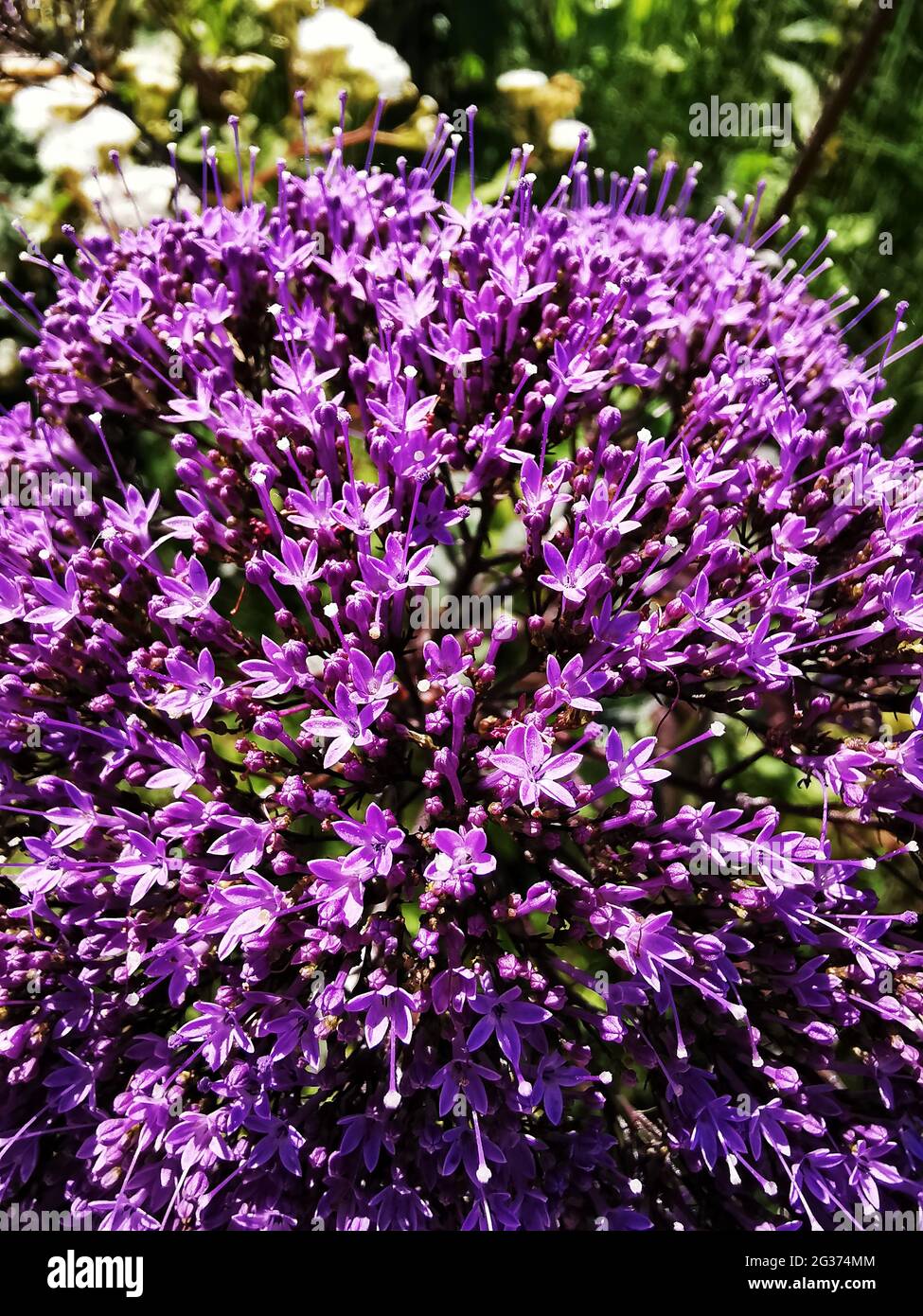 Closeup shot of bright and showy Allium Giganteum flowers Stock Photo ...