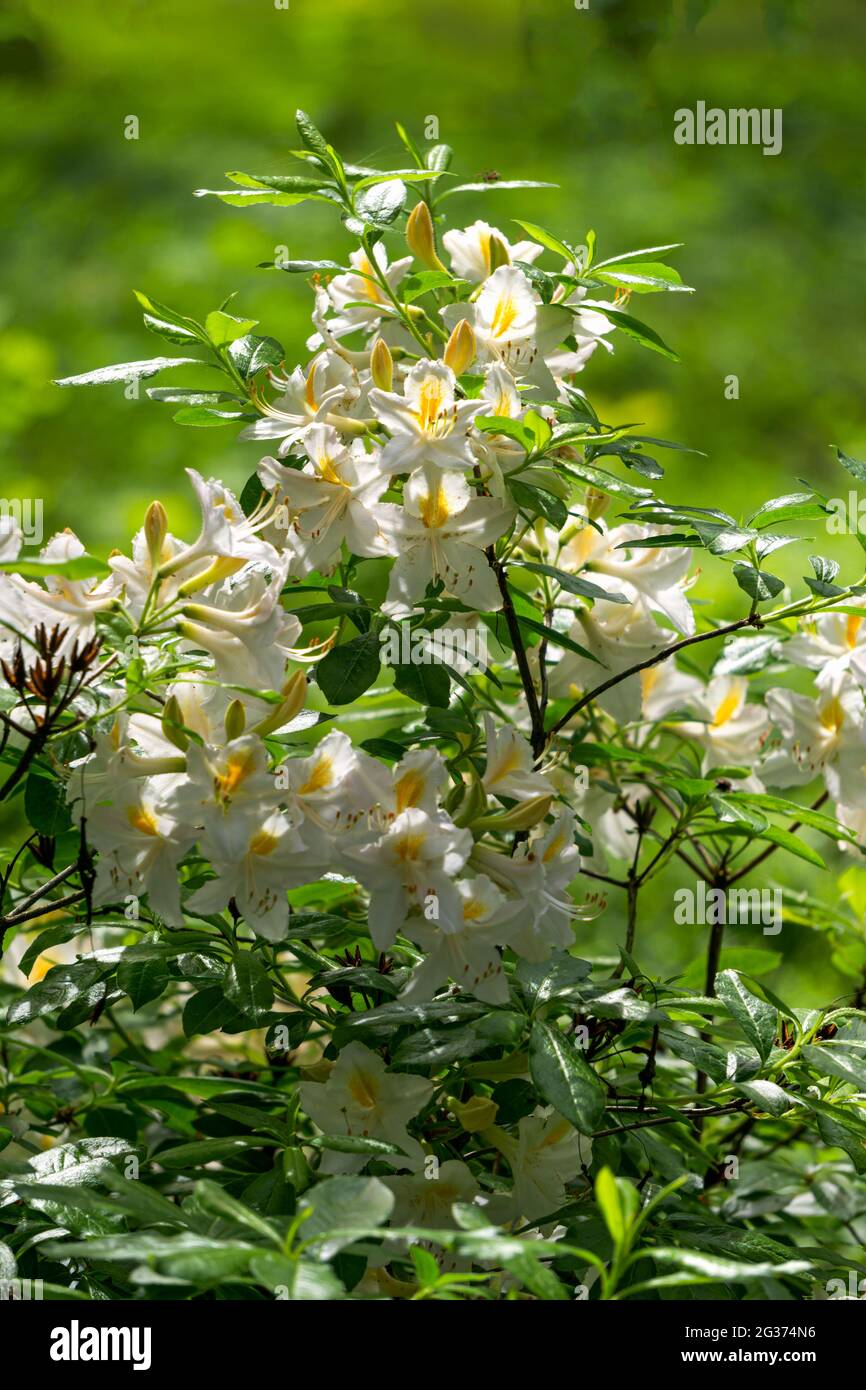 Rhododendron bush in a park with many beautiful Stock Photo - Alamy