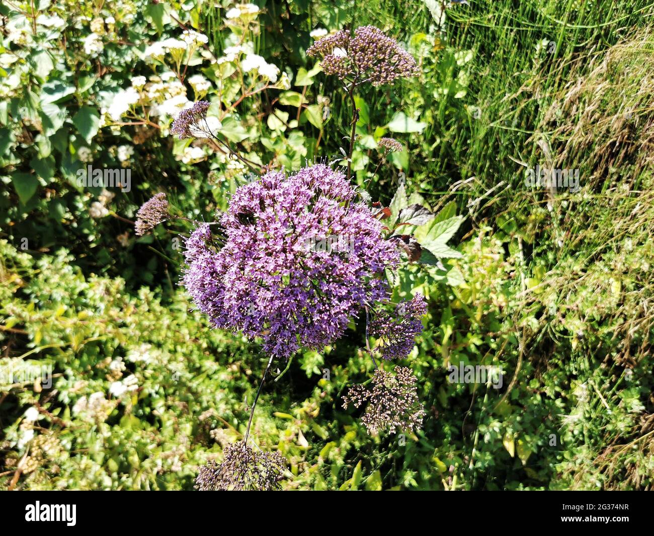 Closeup shot of bright and showy Allium Giganteum flowers Stock Photo ...