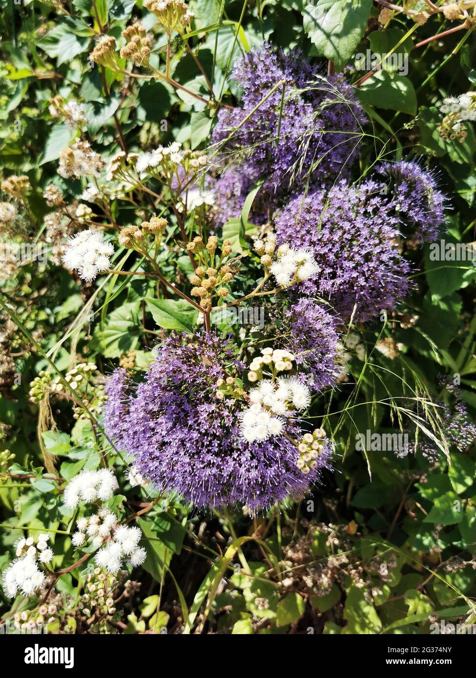 Closeup shot of bright and showy Allium Giganteum flowers Stock Photo ...