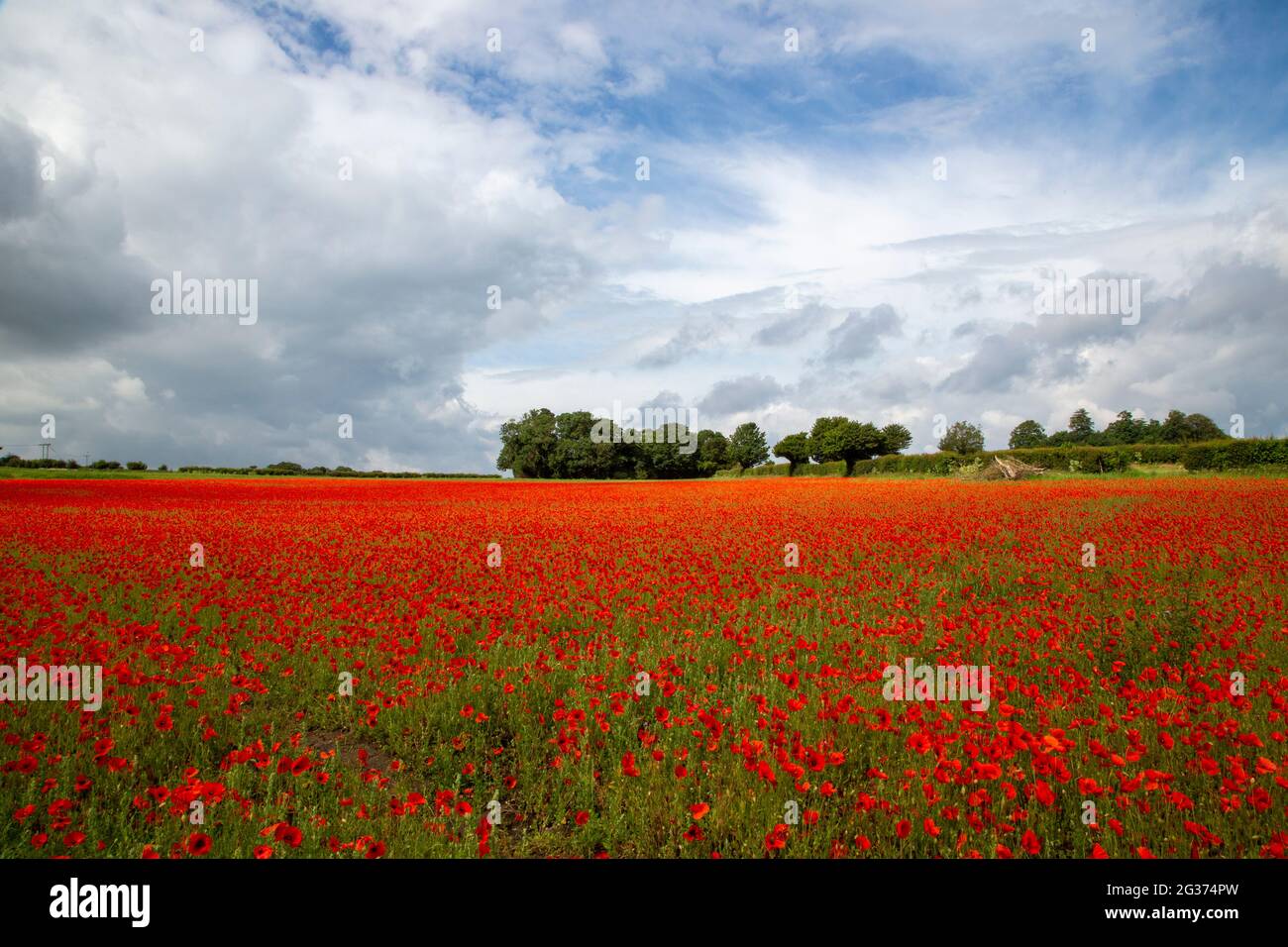 Poppy field showing abundance and movement Stock Photo - Alamy