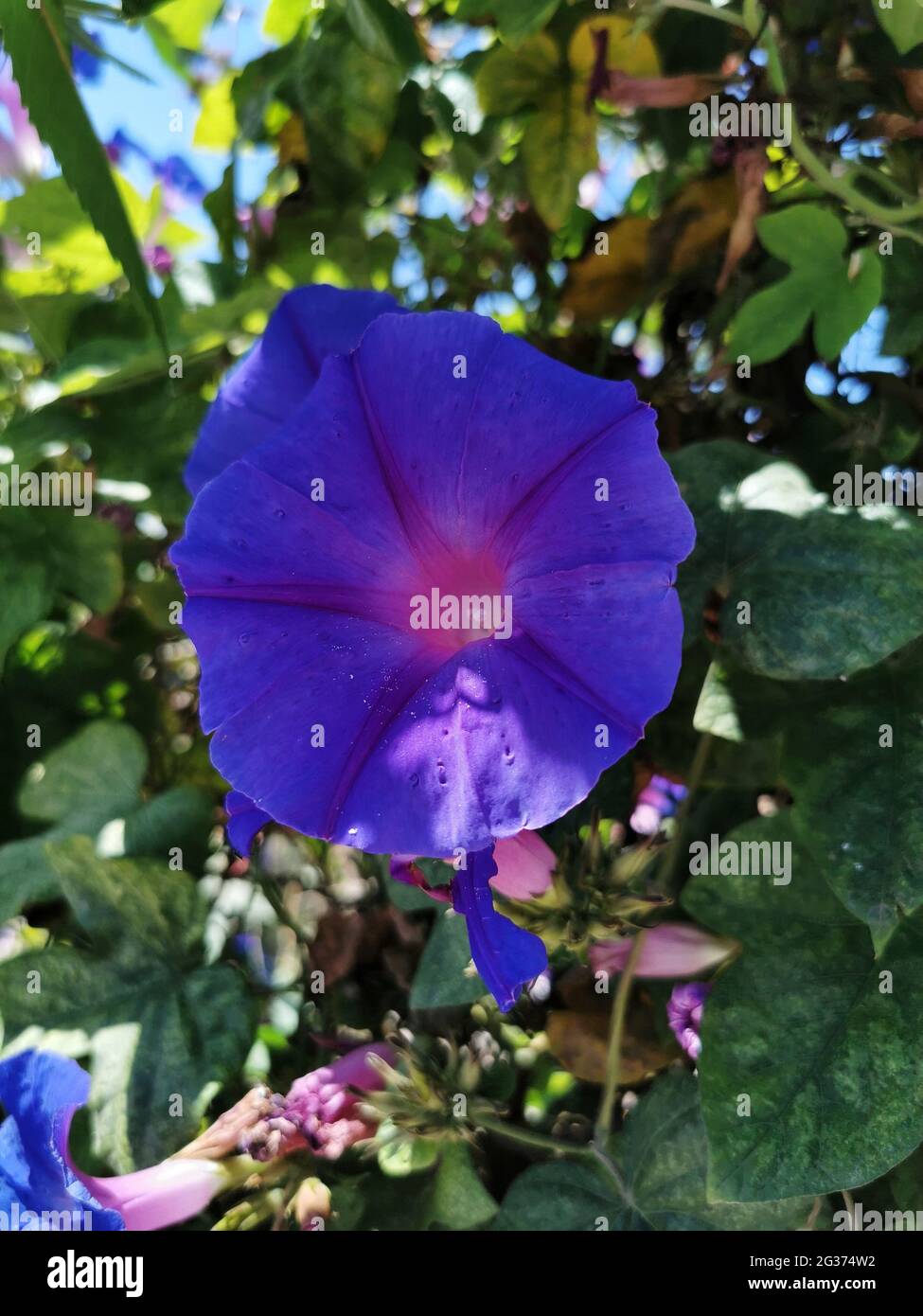 Sea moonflower hi-res stock photography and images - Alamy