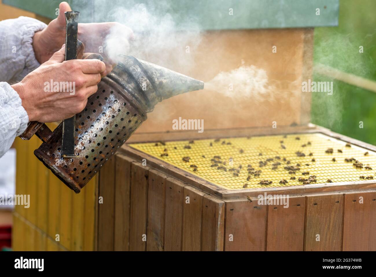 Smoked bee hive handling bees hi-res stock photography and images - Alamy
