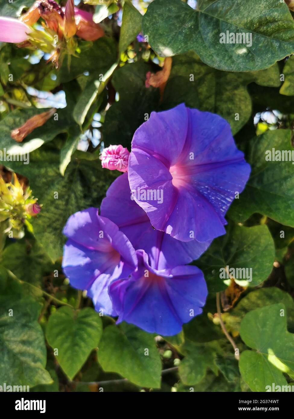 Sea moonflower hi-res stock photography and images - Alamy