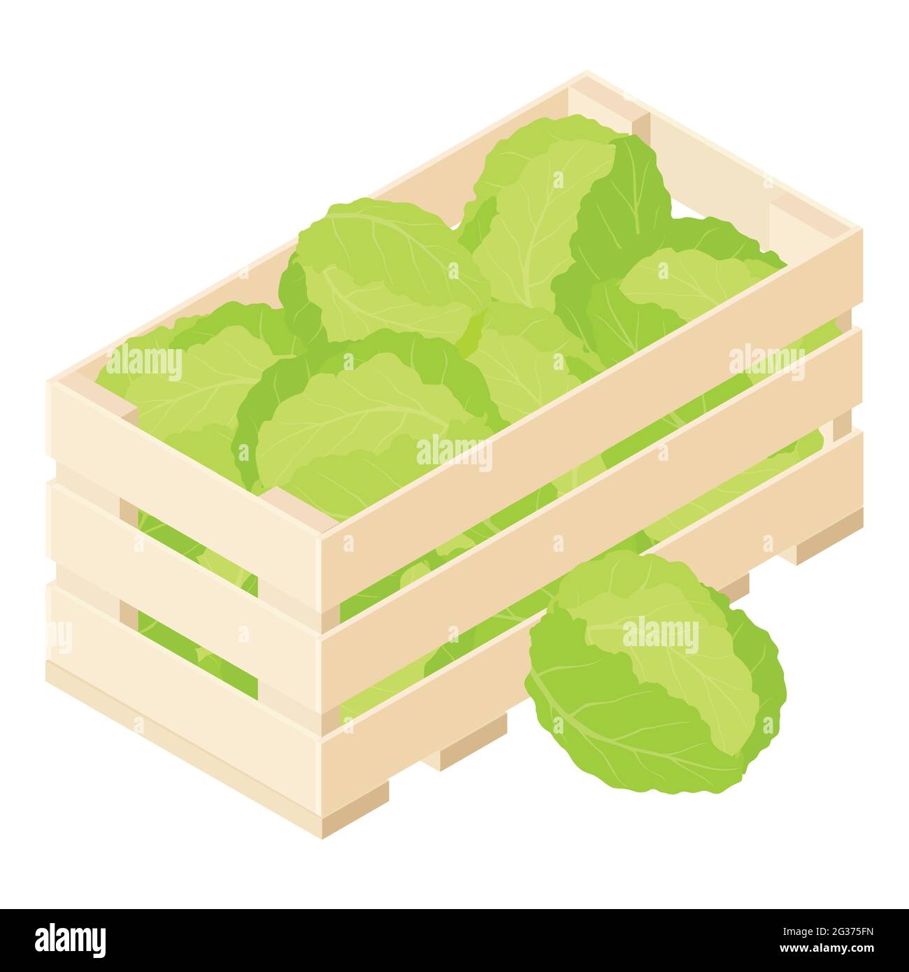 Cabbage in wooden market box isolated on white background, isometric ...