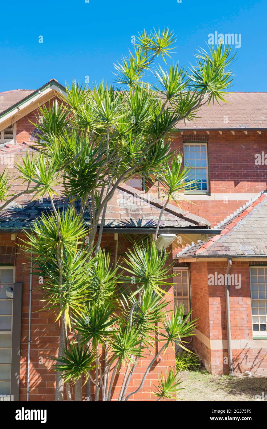 A large, mature Madagascar Dragon Tree (Dracaena marginata) tree or ...