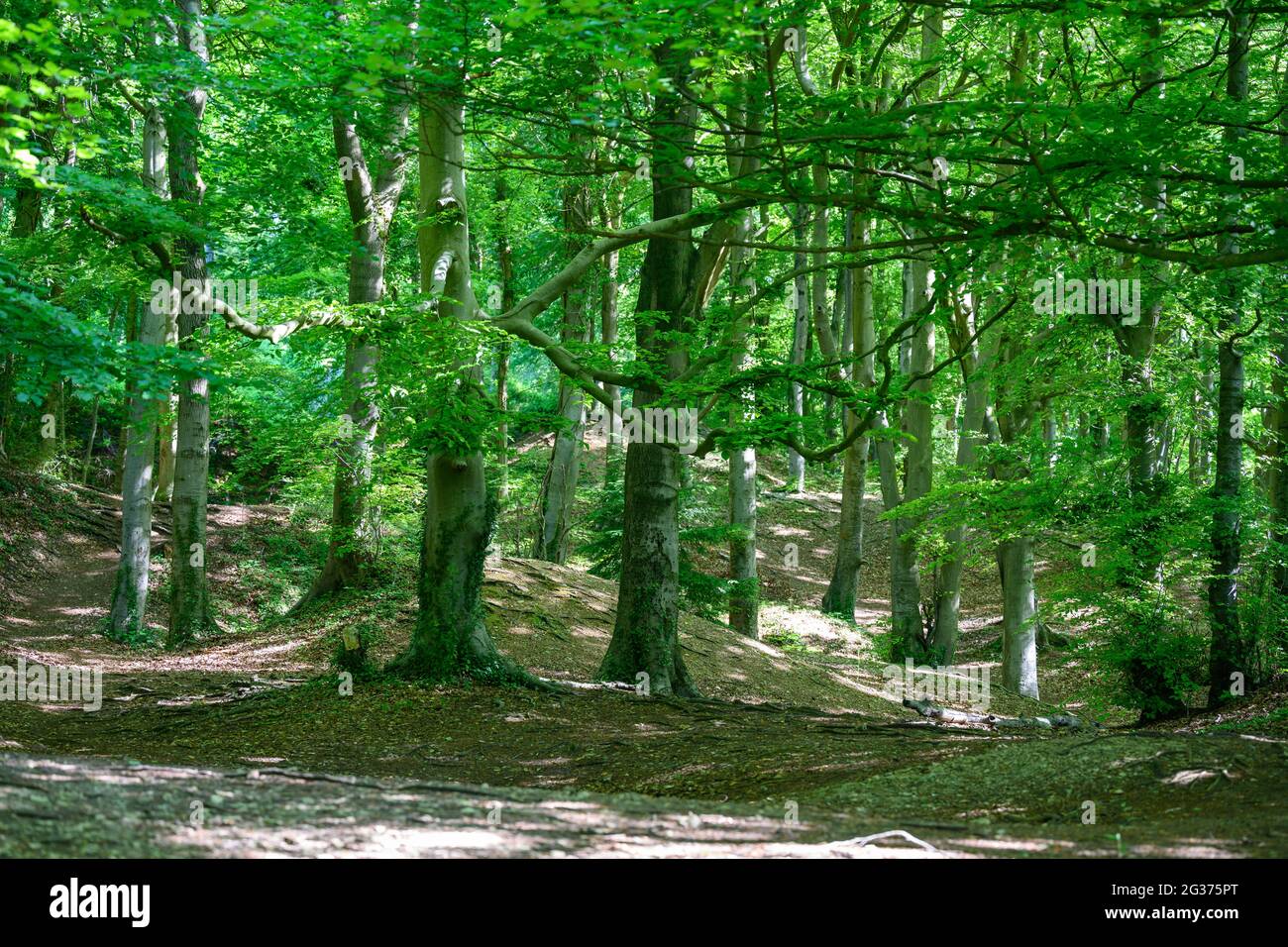 Trees in a forest in the Cotswolds in England Stock Photo - Alamy