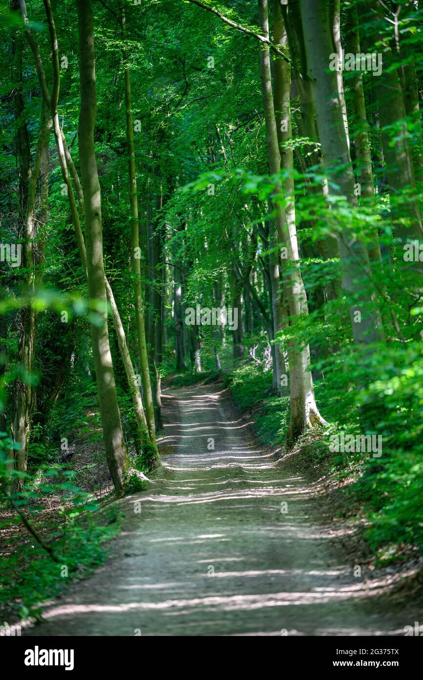 Pathway through a forest in the Cotswolds in England Stock Photo - Alamy