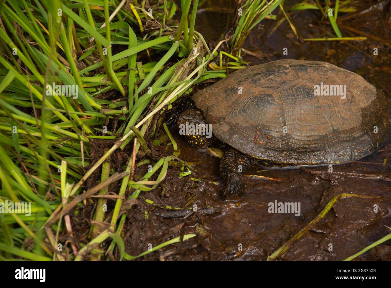 Marsh turtle, Emys orbicularis, in a forest puddle. Close up Stock ...