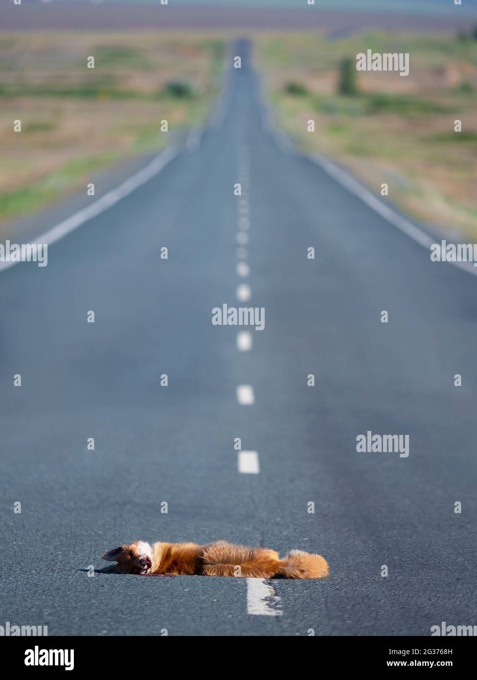 Coyote dead fox hi-res stock photography and images - Alamy