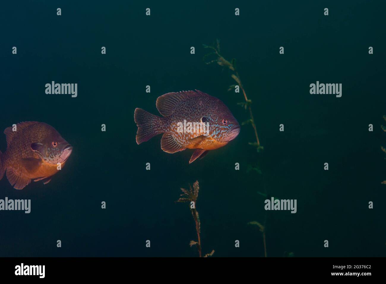 Fish Pumpkinseed Lepomis gibbosus or common sunfish Stock Photo - Alamy