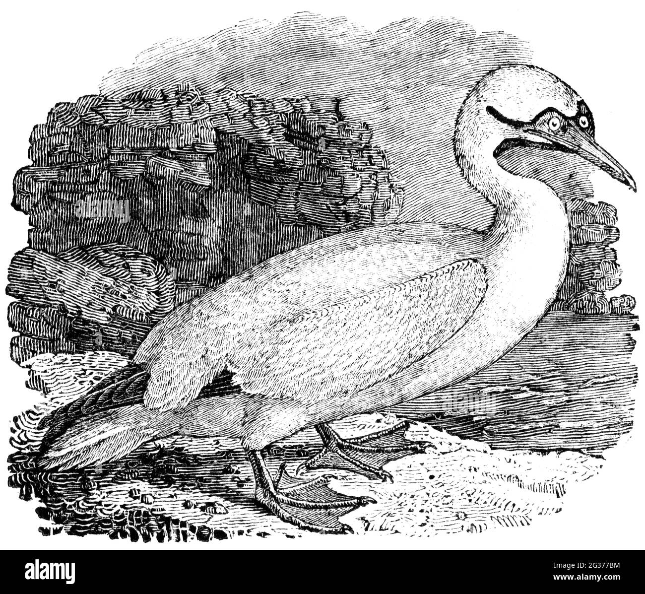 A bird engraved by Thomas Bewick from 'The History of British Birds' of ...