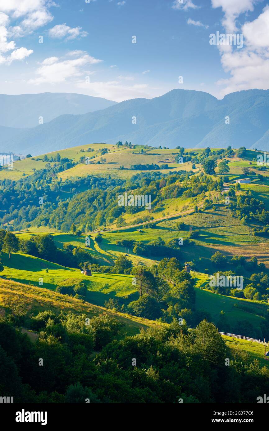 mountainous countryside landscape. hill with trees on rural fields ...