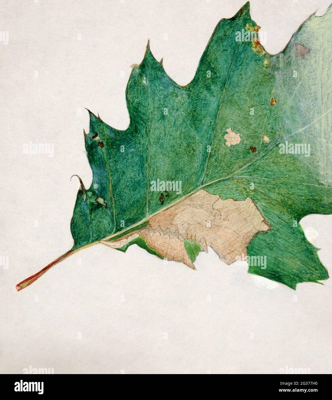 Concealing coloration hi-res stock photography and images - Alamy