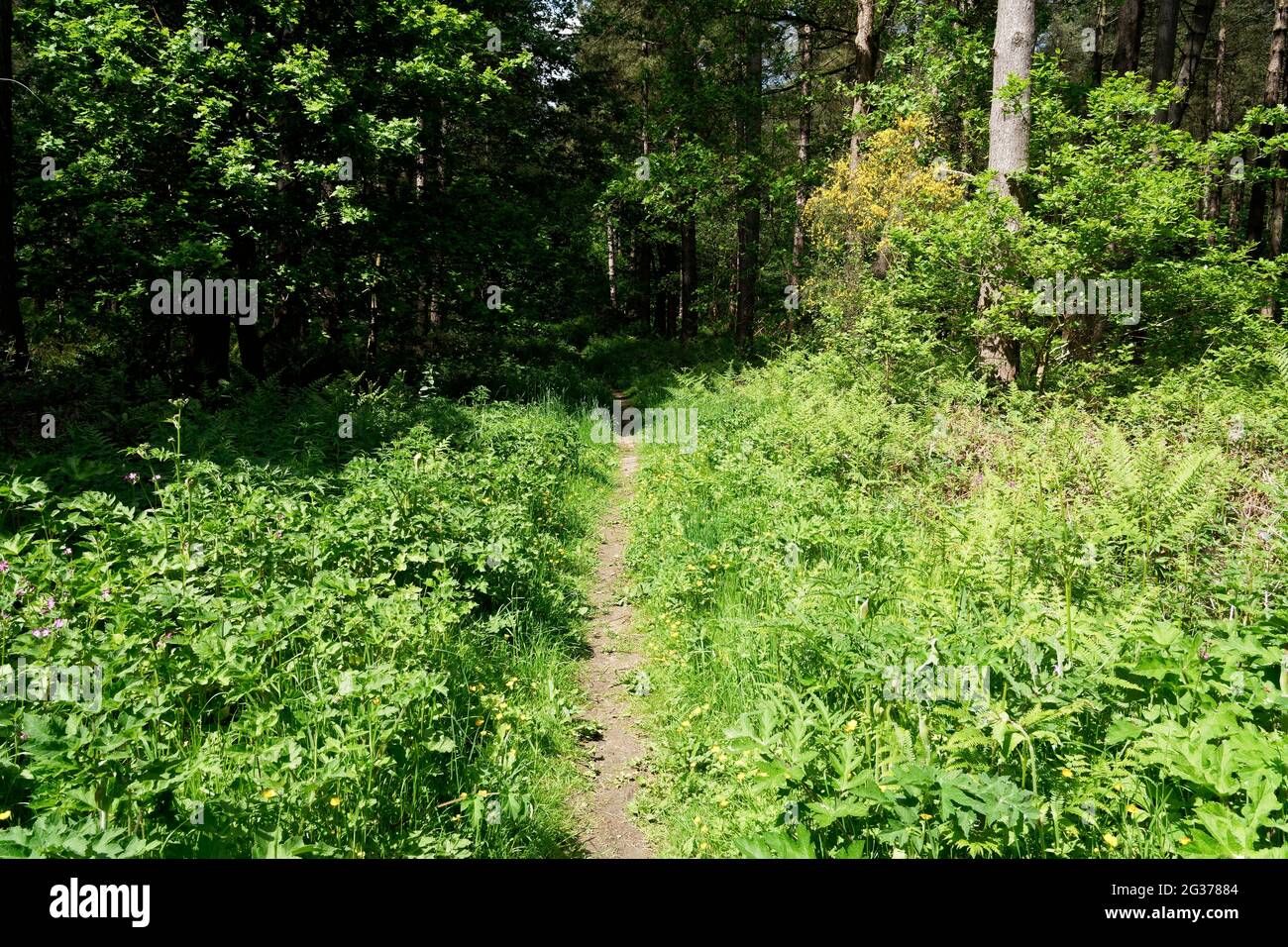 Narrow, overgrown footpath in bright sunlight disappears in to a dark ...