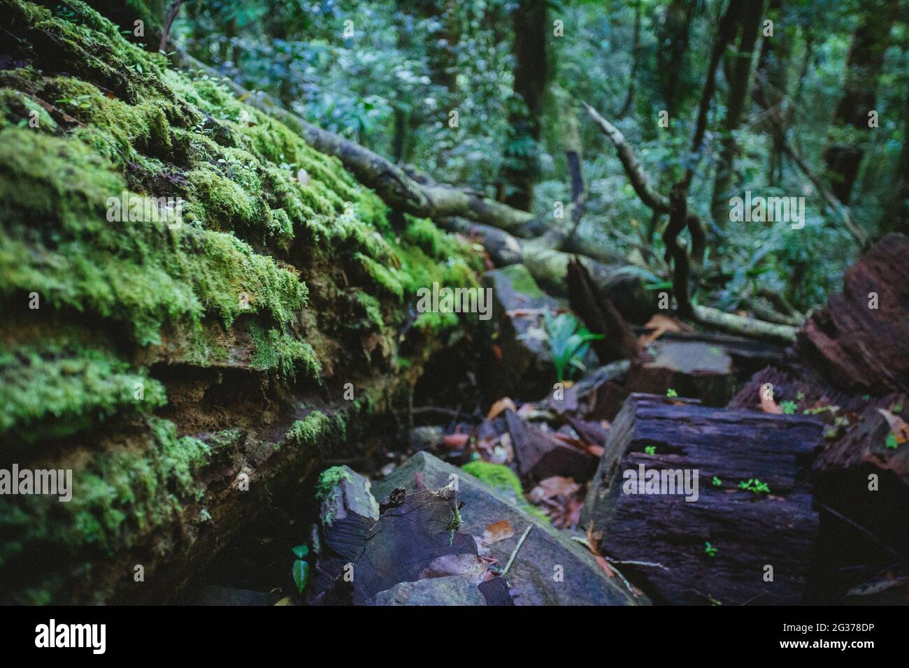 High angle view of a thick moss-covered tree trunk and rough timber ...