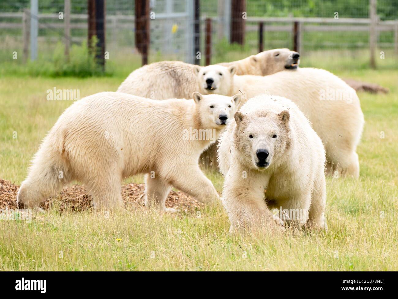 Polar bear Flocke and her three cubs in the second Project Polar ...
