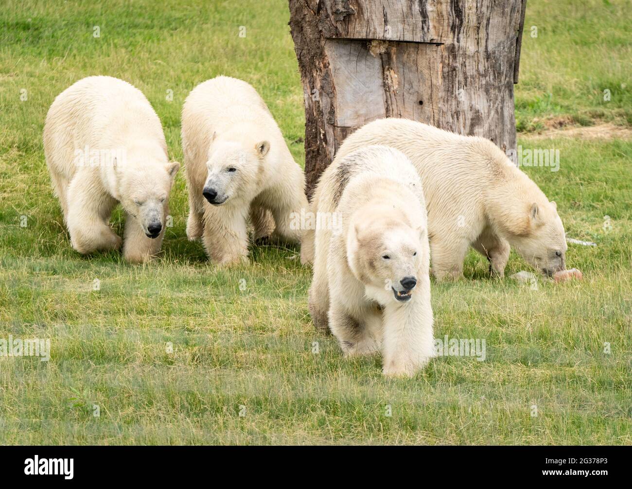 Polar bear Flocke and her three cubs in the second Project Polar ...