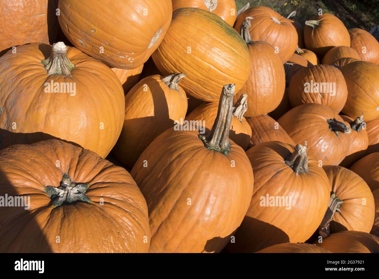 Pile of fresh raw pumpkins under the sunlight Stock Photo - Alamy