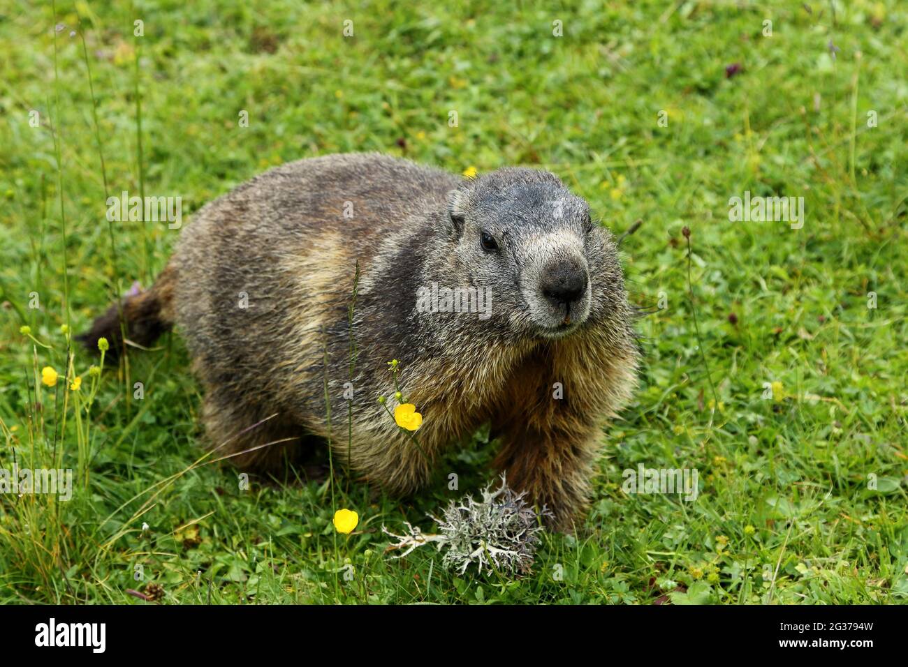 Alpine Marmot (Marmota marmota), on a mountain meadow, Upper Bavaria, Bavaria, Germany Stock ...