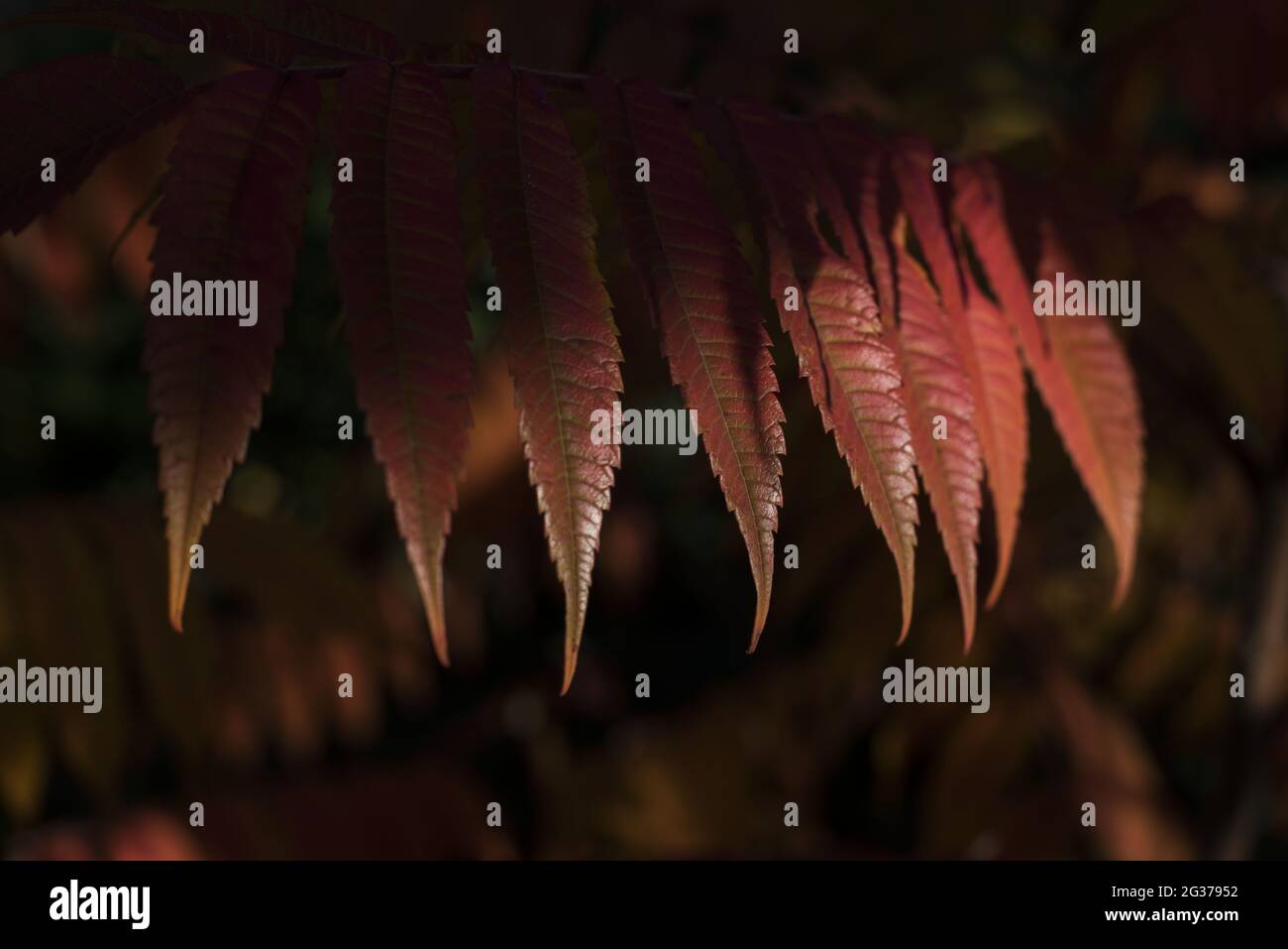 Closeup shot of red long leaves on a tree Stock Photo - Alamy