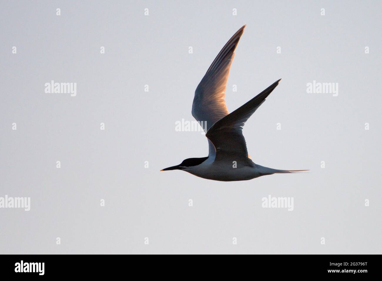 Sandwich Tern (Sterna sandvicensis), adult bird, in flight, April ...