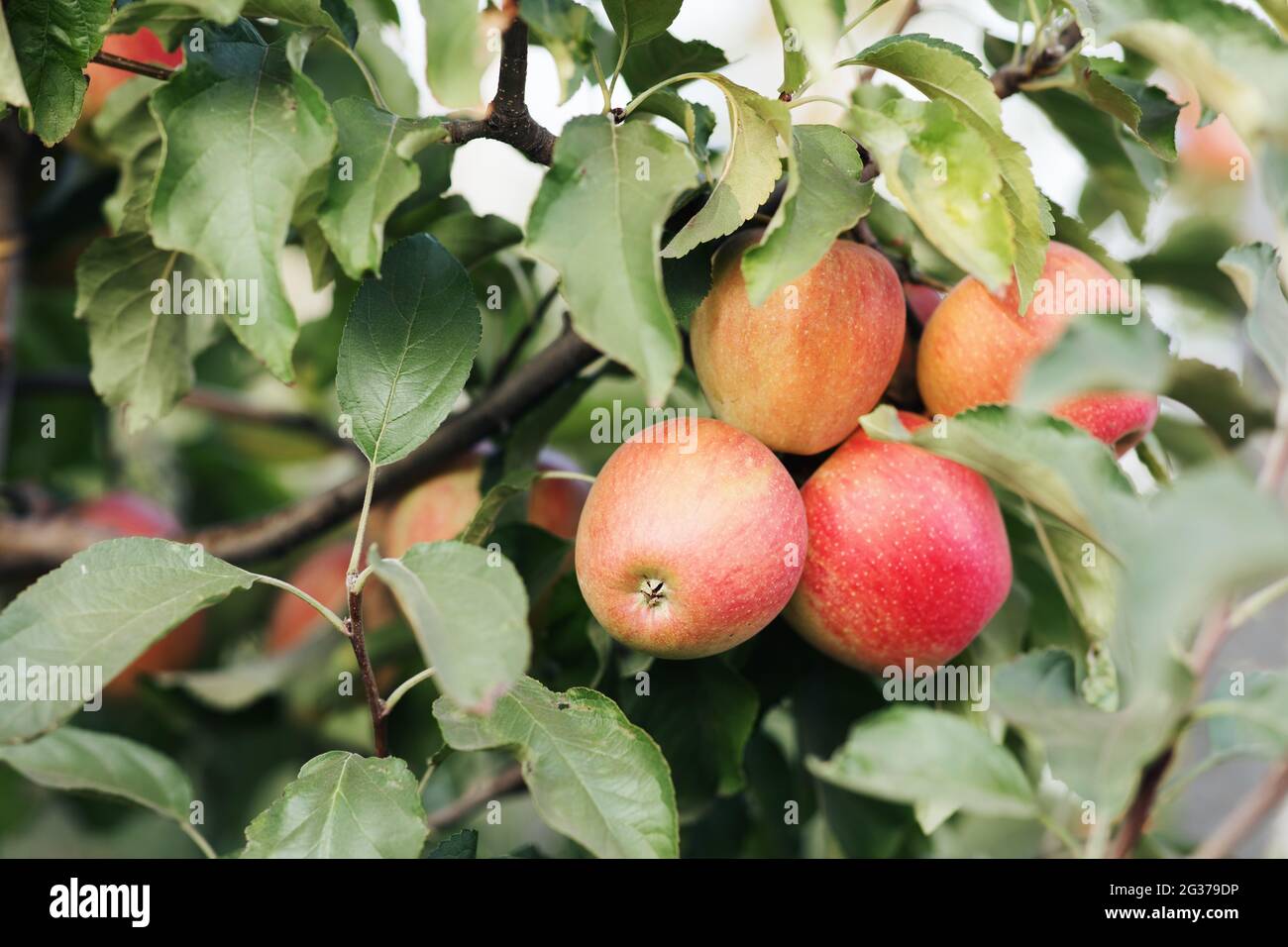 Red apples hanging from tree branches at sunny day and great harvest ...
