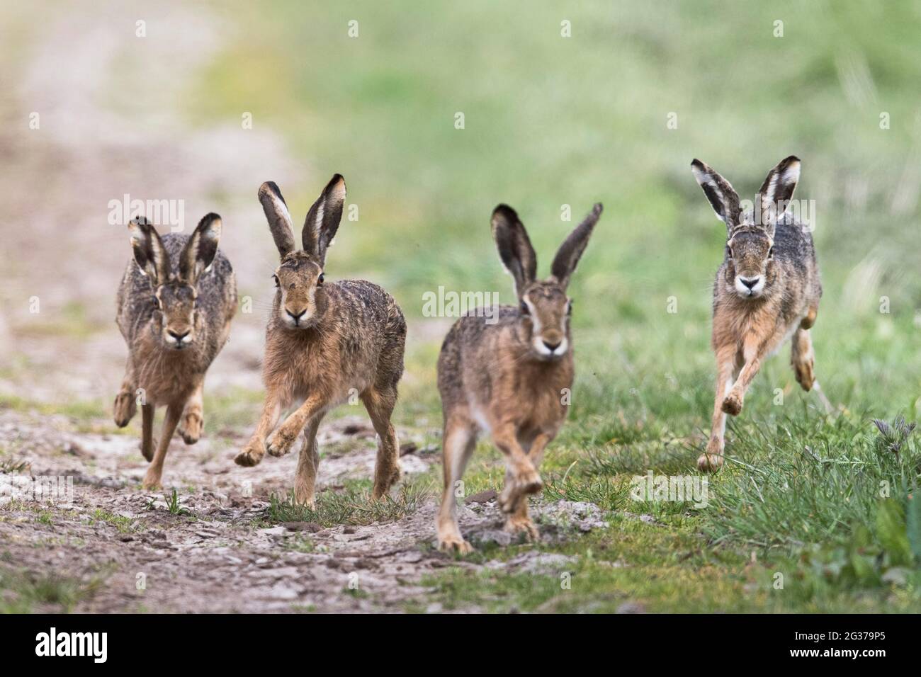 European hares (Lepus europaeus), chase, Emsland, Lower Saxony, Germany ...