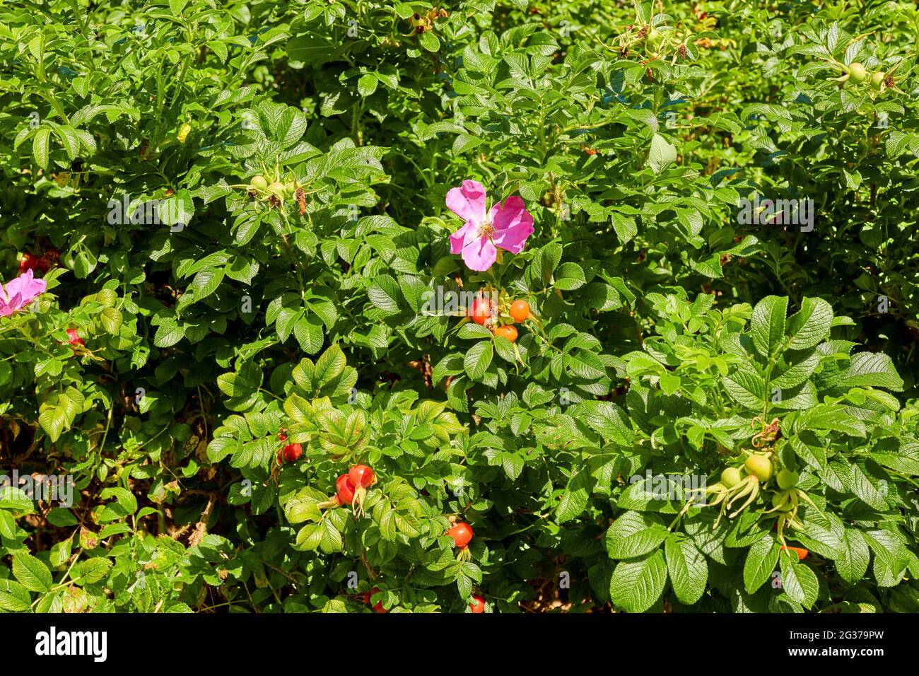 flowers on a large bush in a garden in summer Stock Photo - Alamy