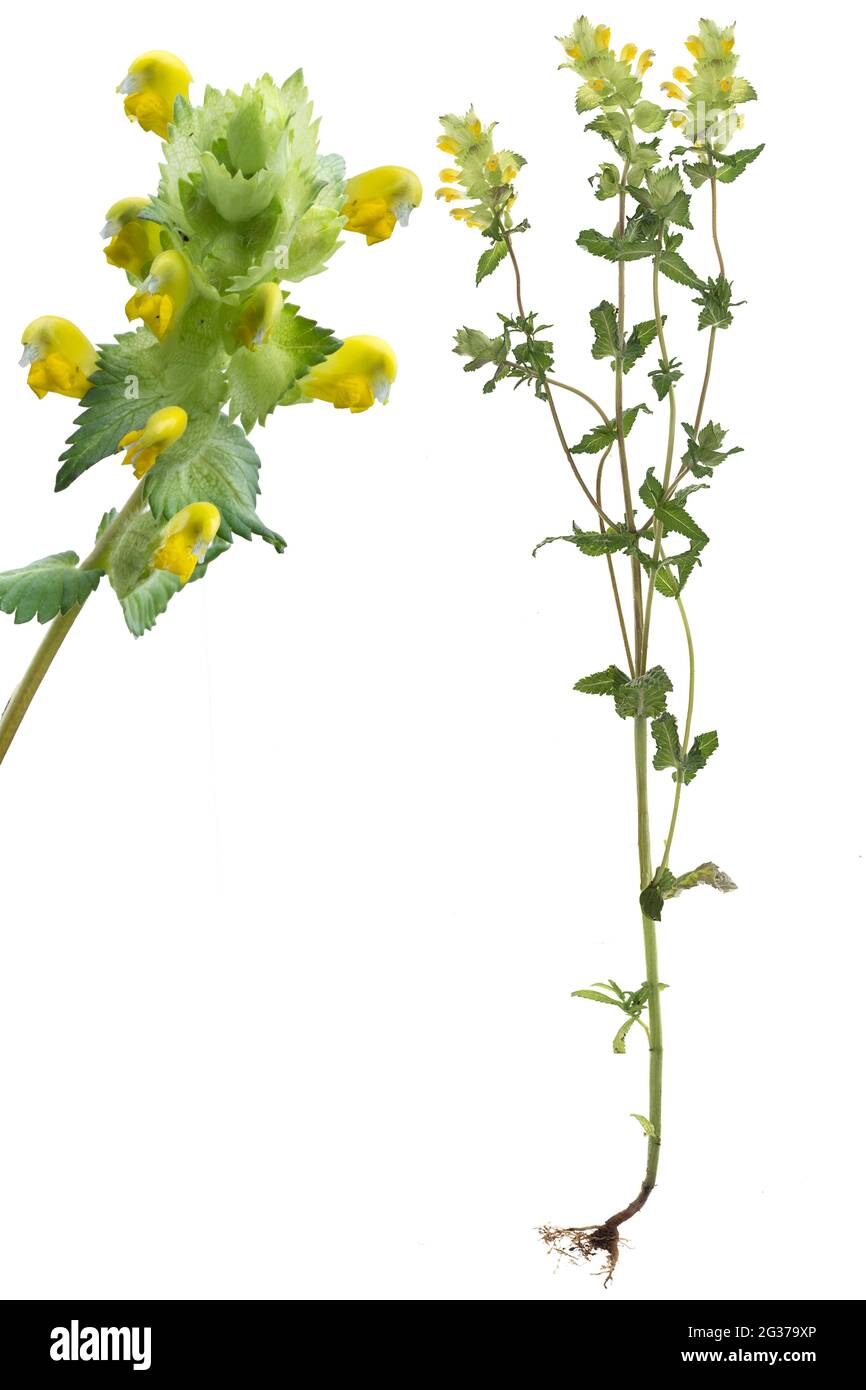 Greater Yellow Rattle y Stock Photo - Alamy