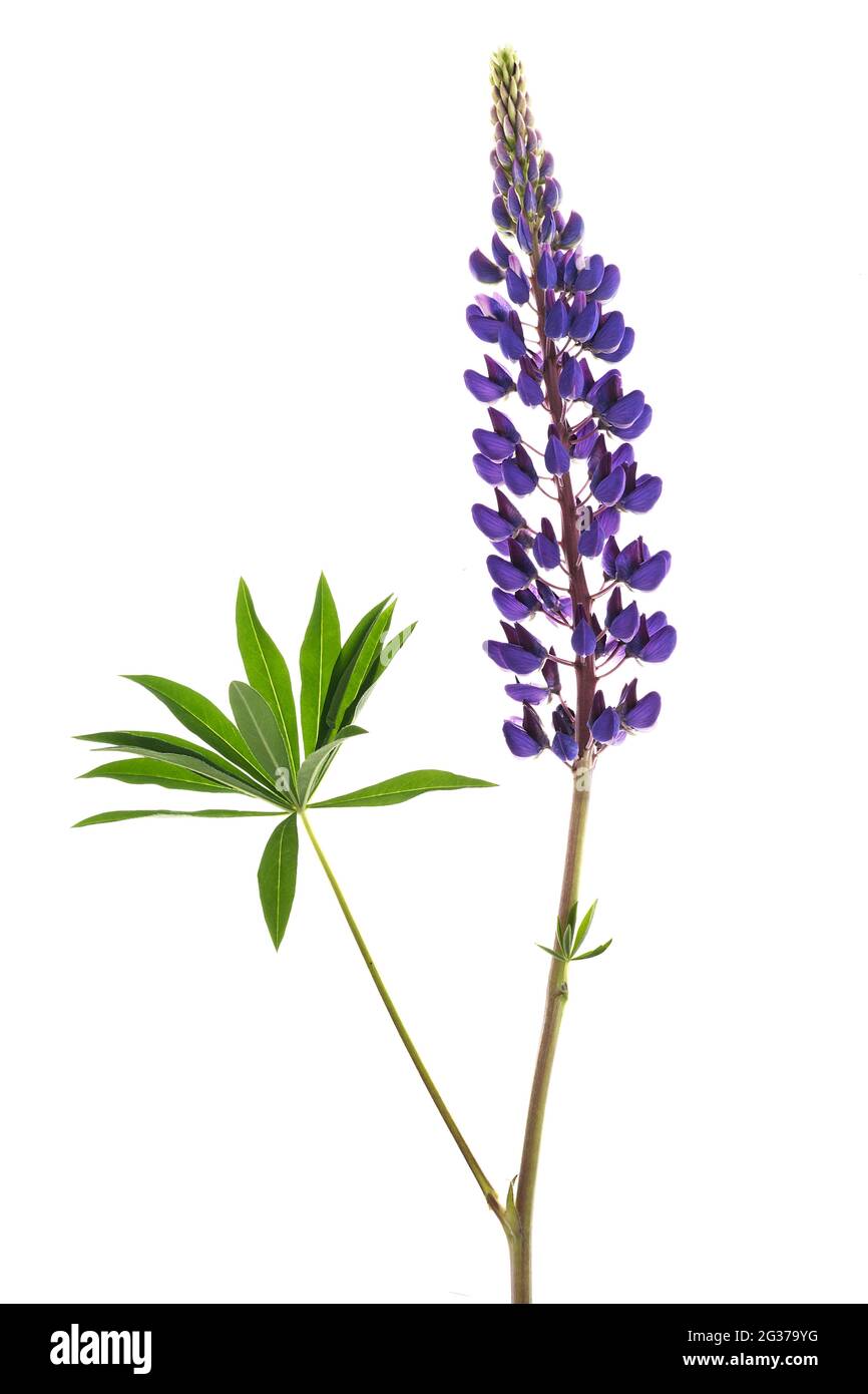 Bush of a lupine (Lupinus) on white background, studio shot, Germany ...