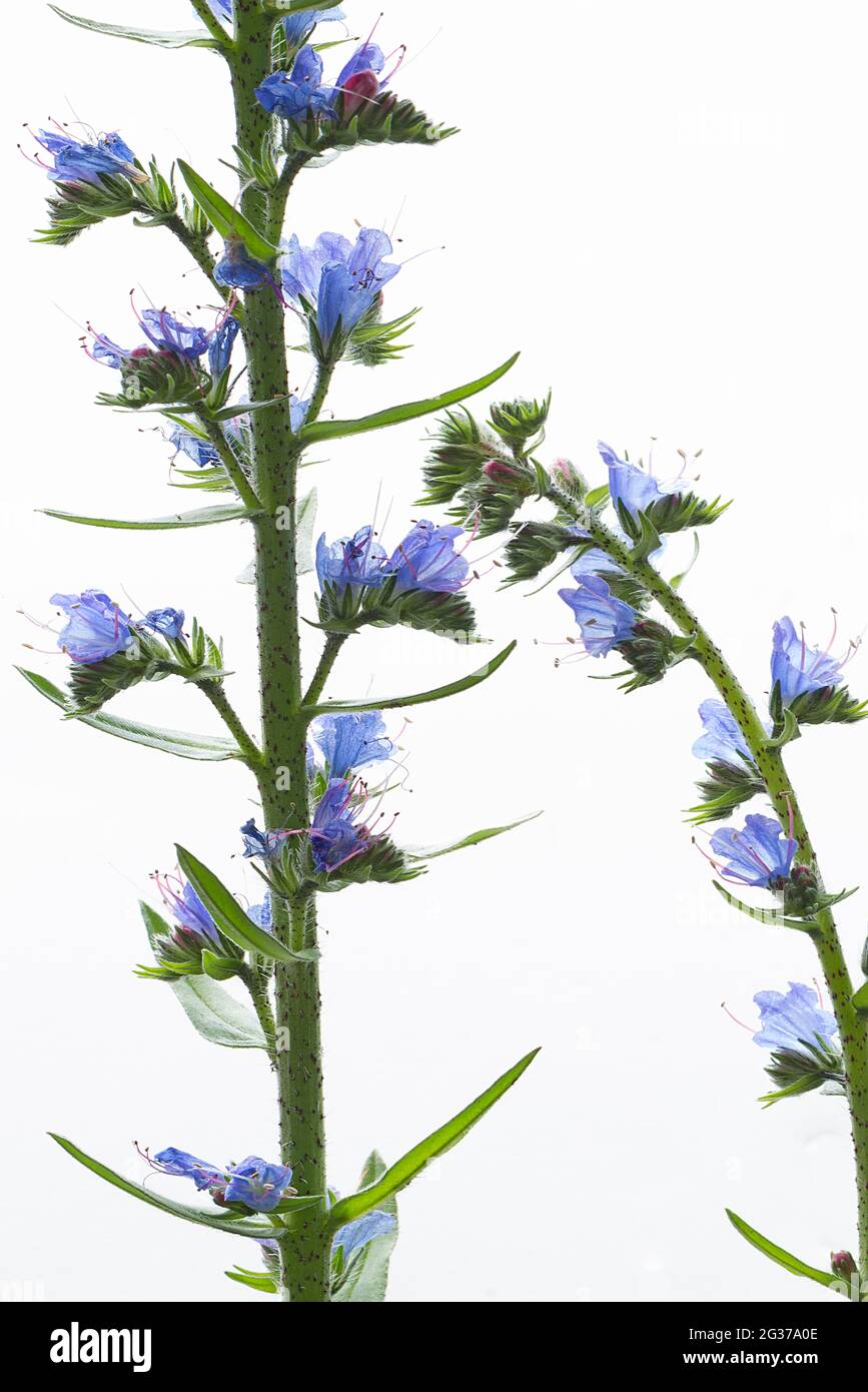 Viper's bugloss (Echium vulgare) on white background, close up, studio ...