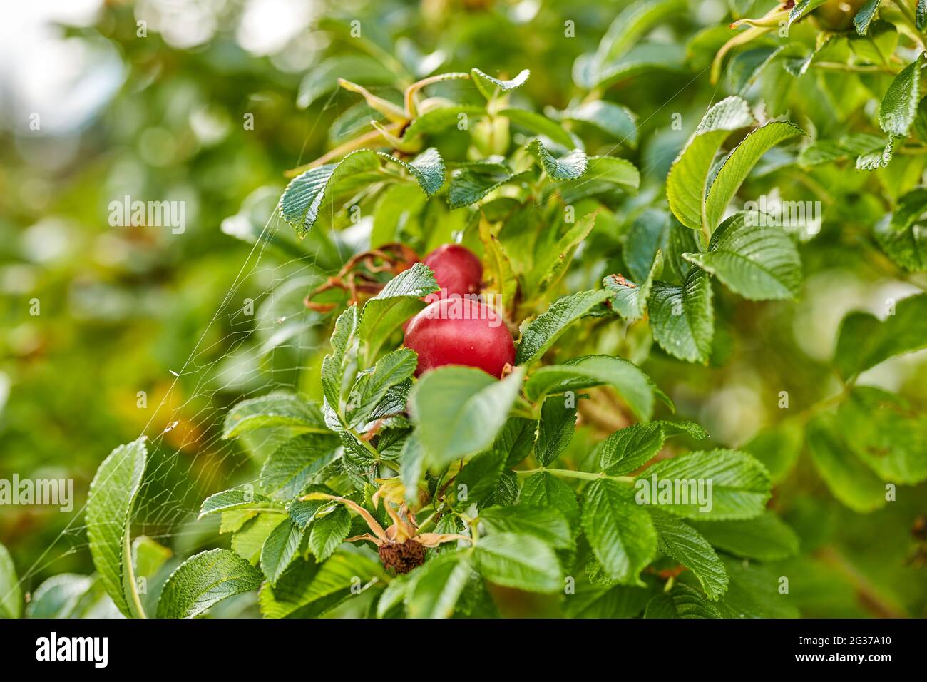 red berries on a large bush in a garden in summer Stock Photo - Alamy