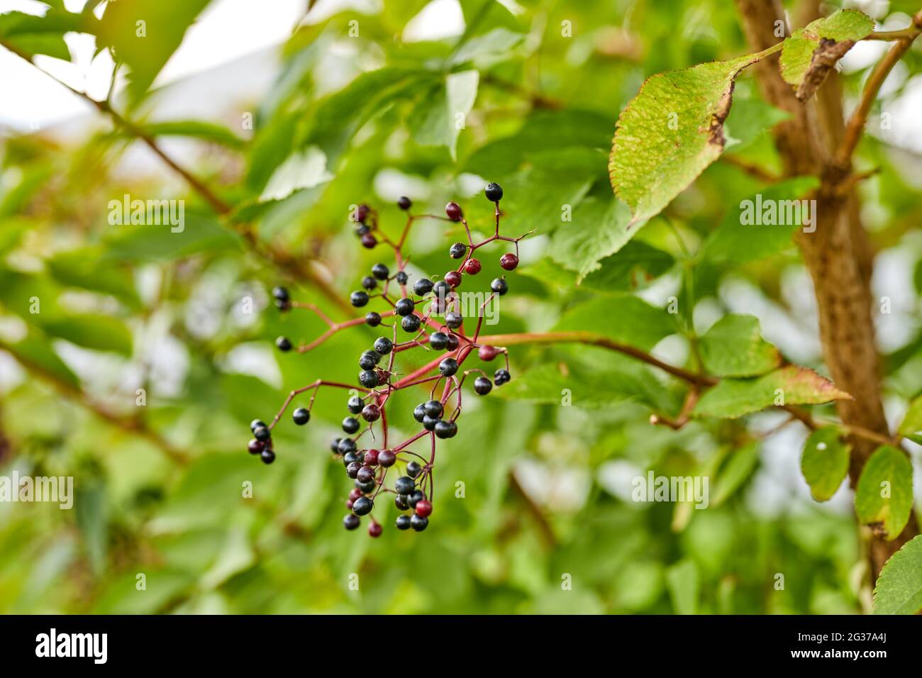 black privet berries on a large bush in a garden Stock Photo - Alamy