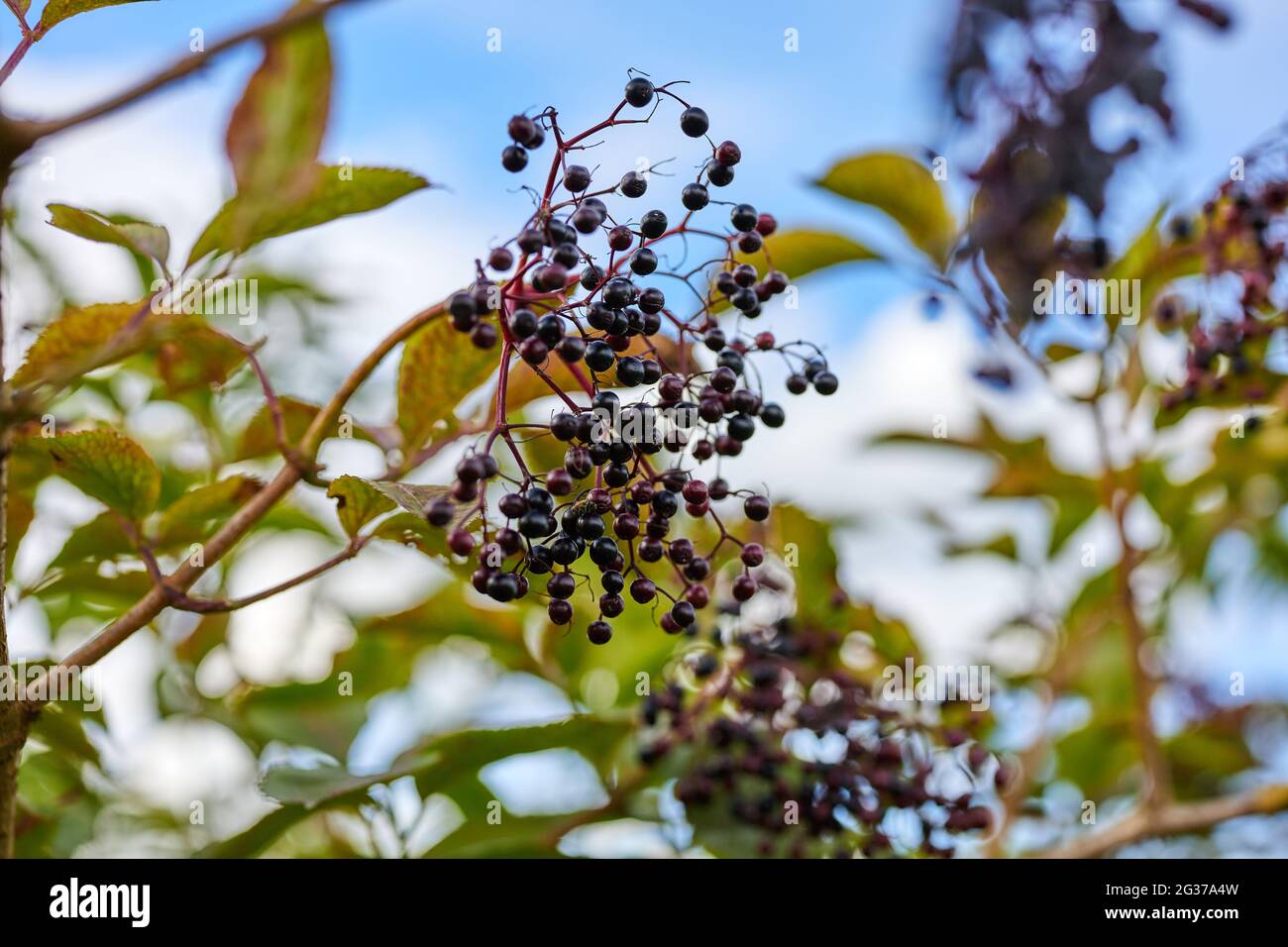 black privet berries on a large bush in a garden Stock Photo - Alamy