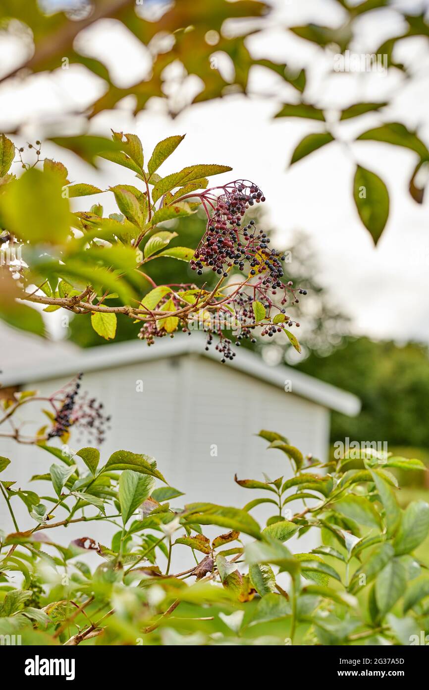 Black privet berry hi-res stock photography and images - Alamy