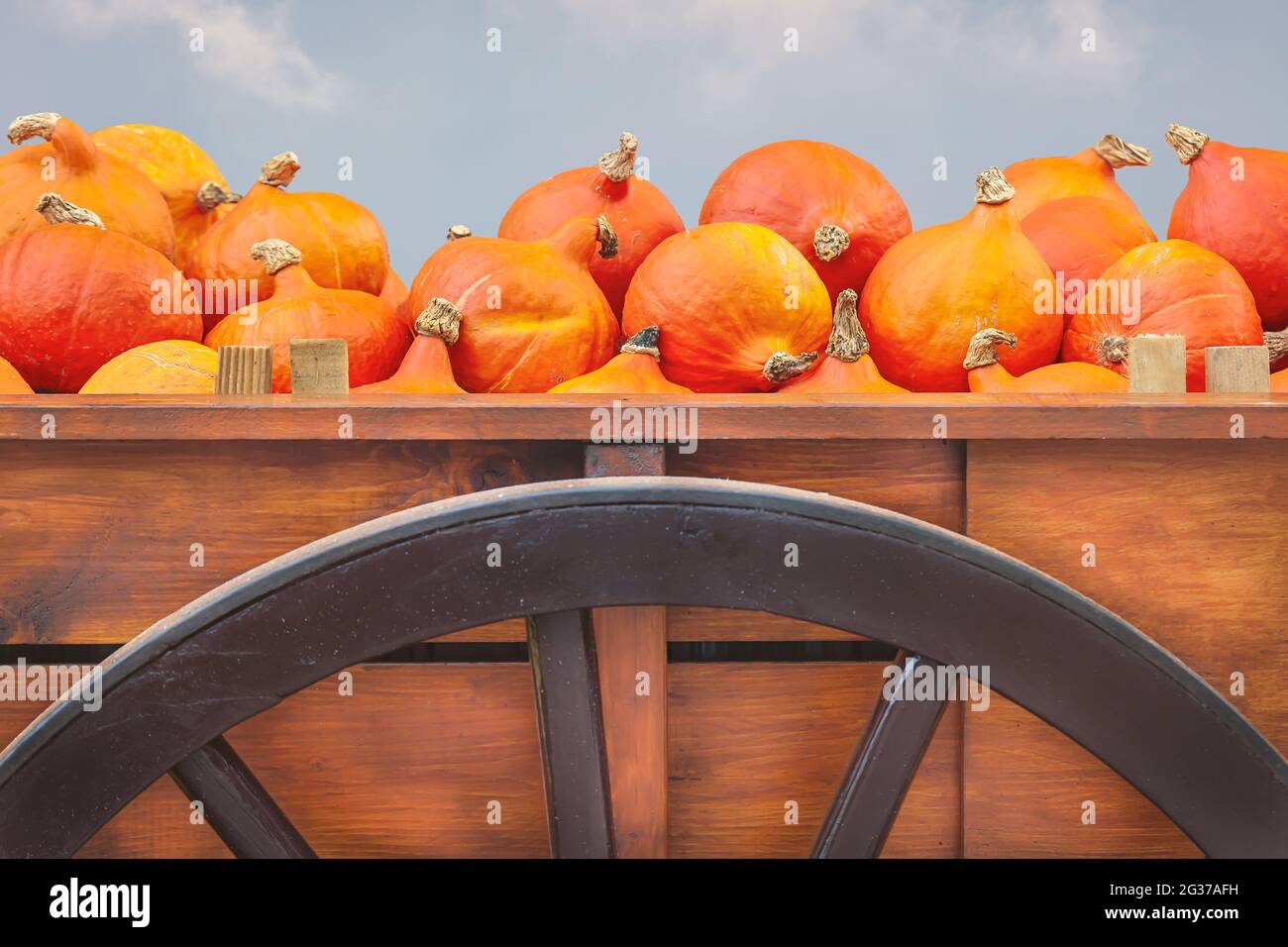 Autumn ancient wooden cart with pumpkins in front of a blue sky Stock ...