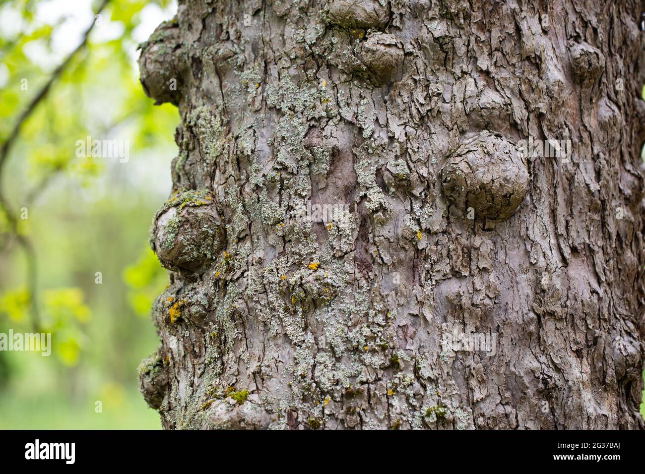 Tree canker diseases are caused by fungi, deformation of trunk Stock ...