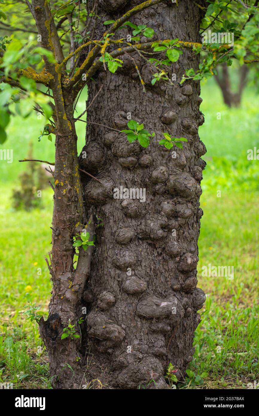 Tree canker diseases are caused by fungi, deformation of trunk Stock ...